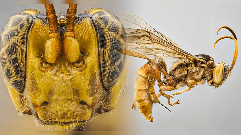 Perú: Científicos hallan una nueva especie de avispa parasitoide