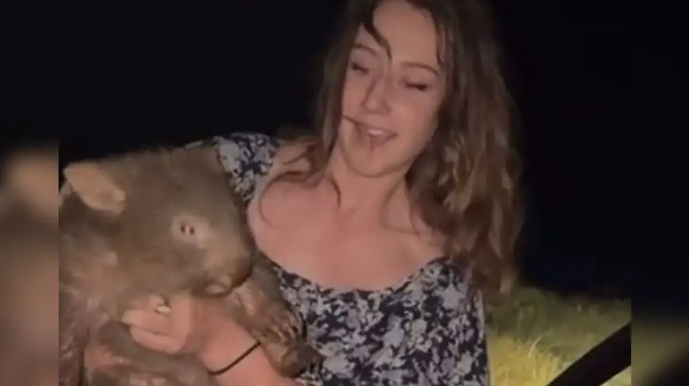Australia: Influencer “secuestra” cría de wombat para crear contenido