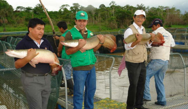 Veda de paiche regirá hasta el febrero del 2024