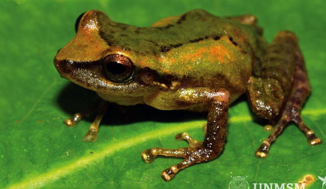 Biólogos descubren nueva especie de rana en Perú